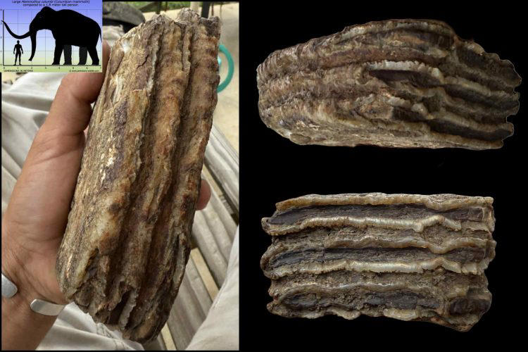 Columbian mammoth fossil unearthed in Mississippi