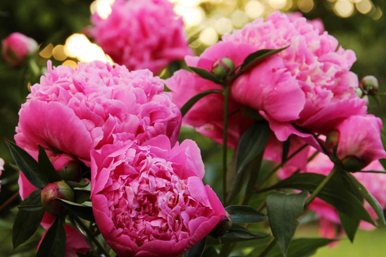 6 Shrubs To Prune In The Fall For Healthy Growth Next Season