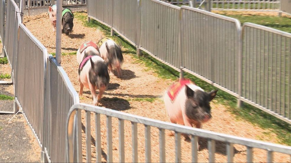 Pigs can't fly, but they can run at the Great New York State Fair!