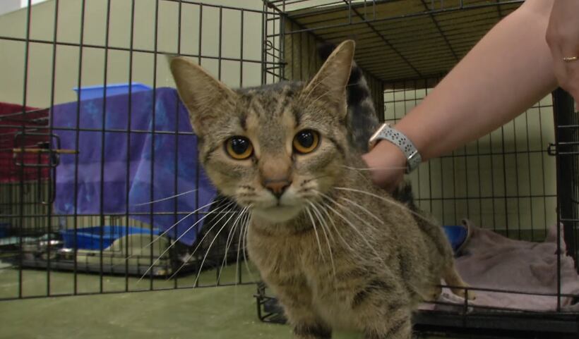 No cat kennel space left at Dubuque Humane Society as shelter asks ...