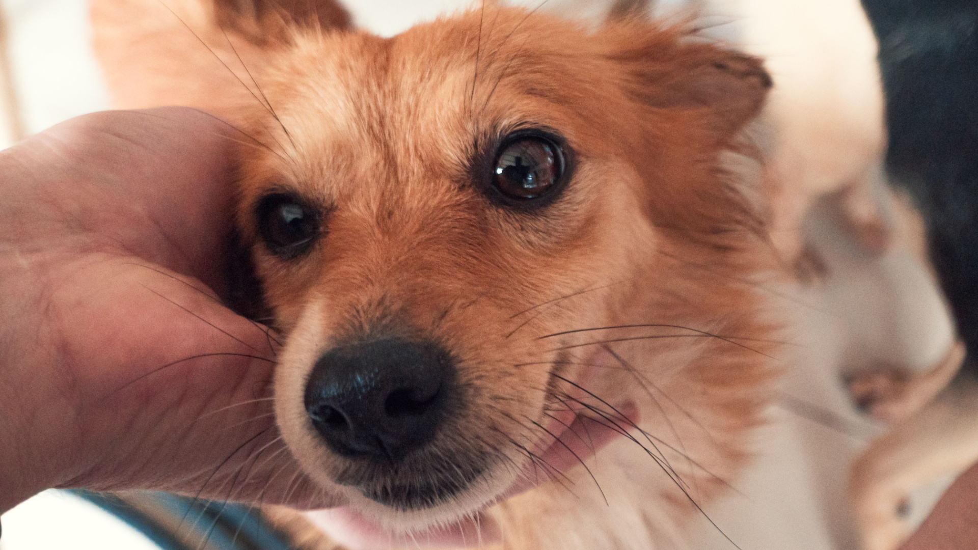 Why Your Dog’s Increased Clinginess Could Be A Cause For Concern