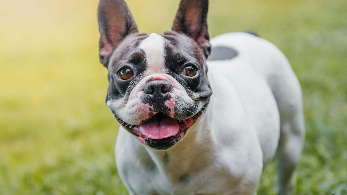 The most popular and cute dog names according to their breed
