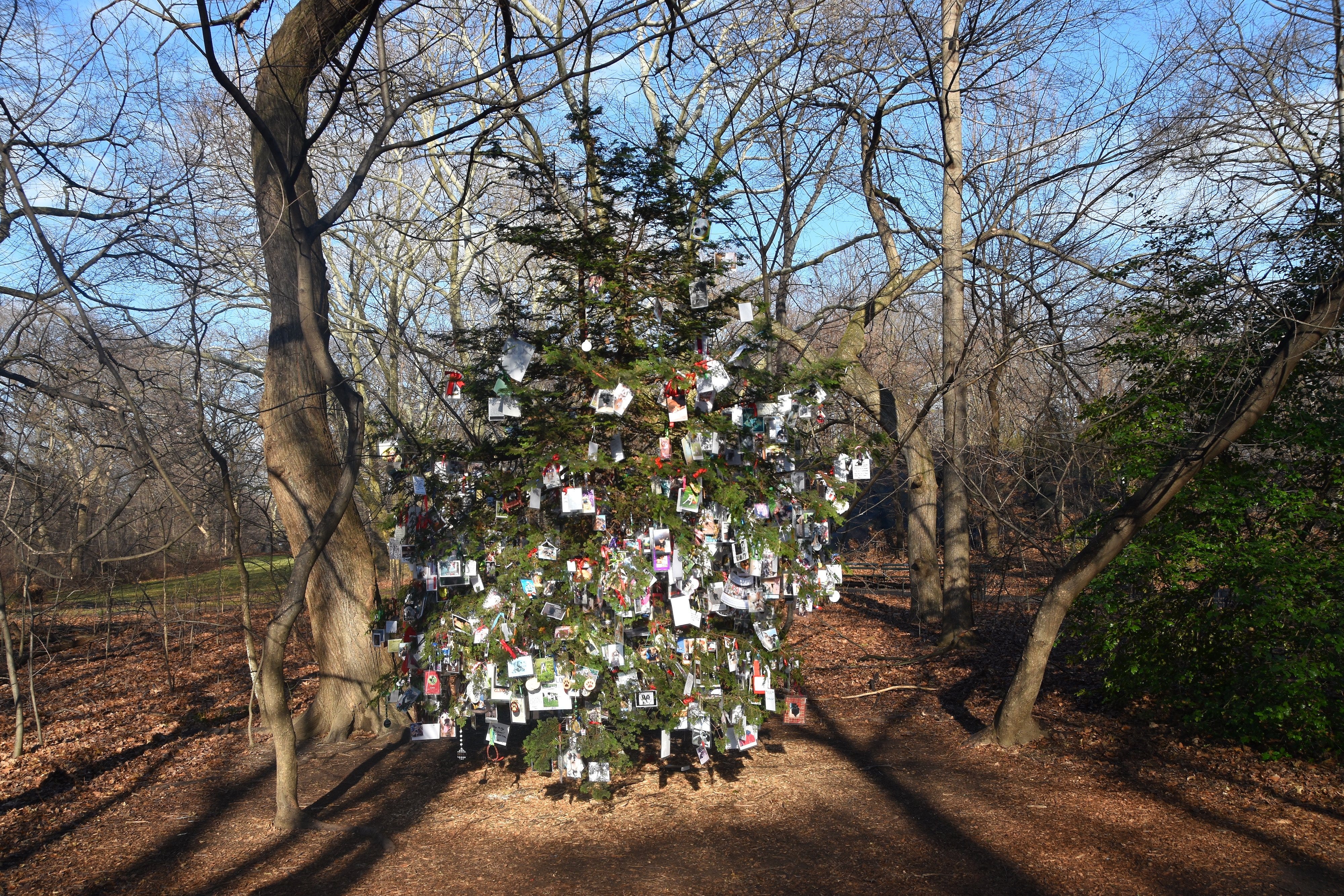 Central Park's Furever Tree, a memorial to pets, is removed after 40 ...