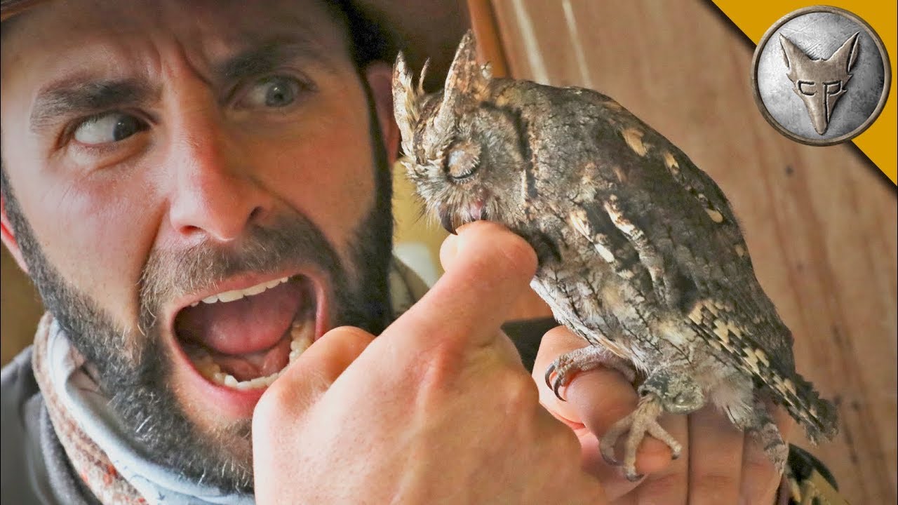 Encounter with a sleepy owl