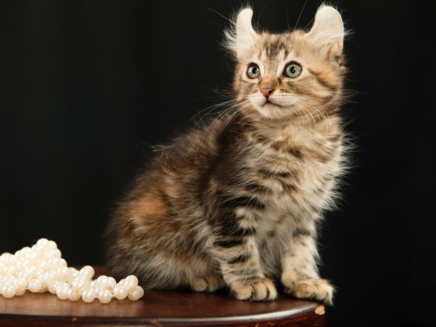 These Small Cat Breeds Prove Big Personalities Come in Tiny Packages