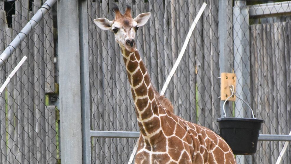 Giraffe calf Titali takes first steps outdoors at Maryland Zoo