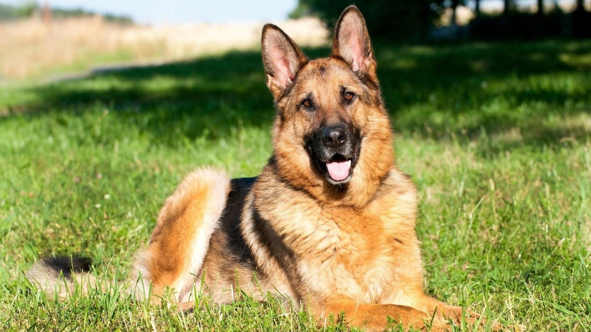 15 most loyal dog breeds that will always be by your side