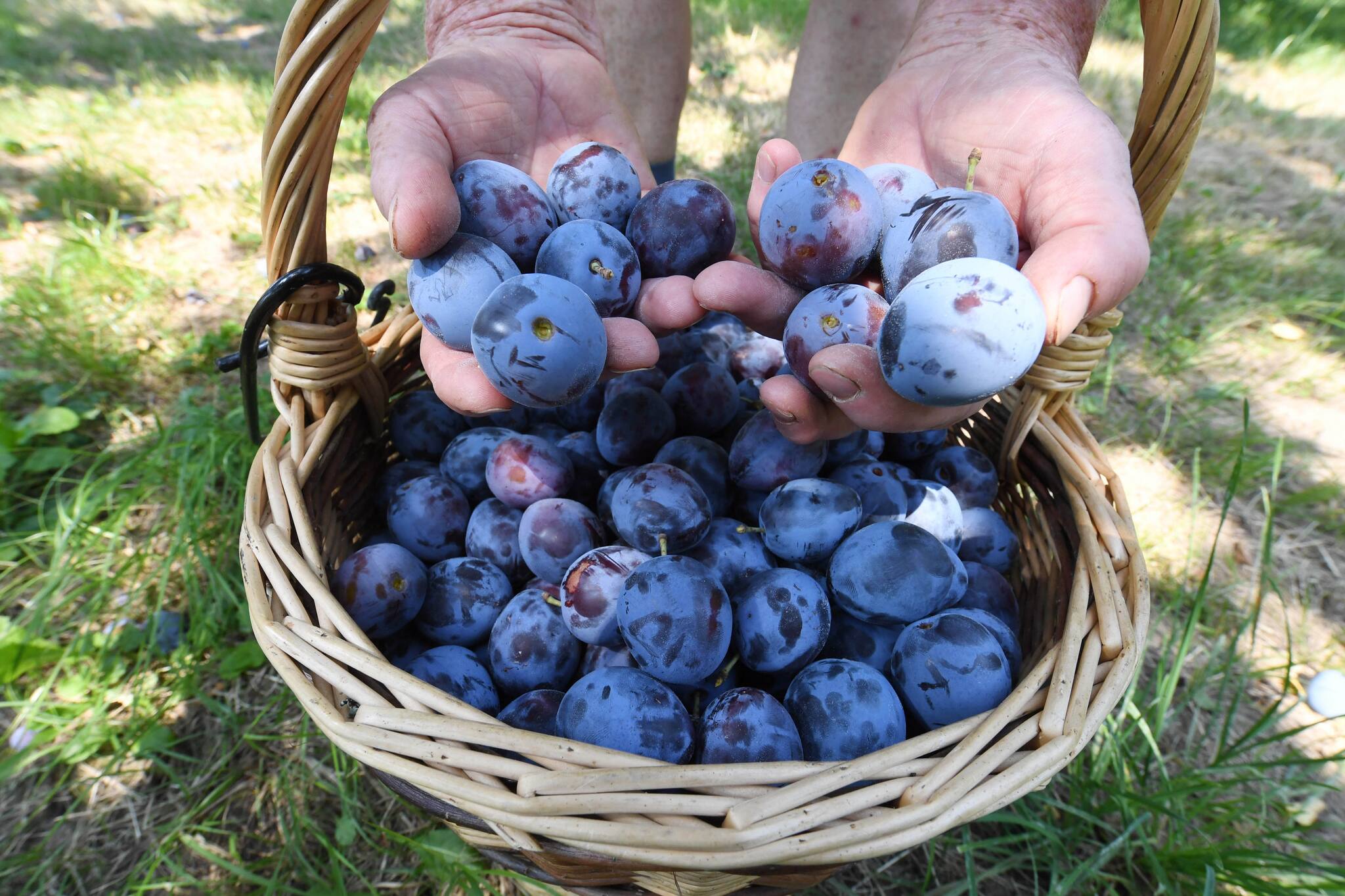 Attendorn: Wo man Obst selbst pflücken kann