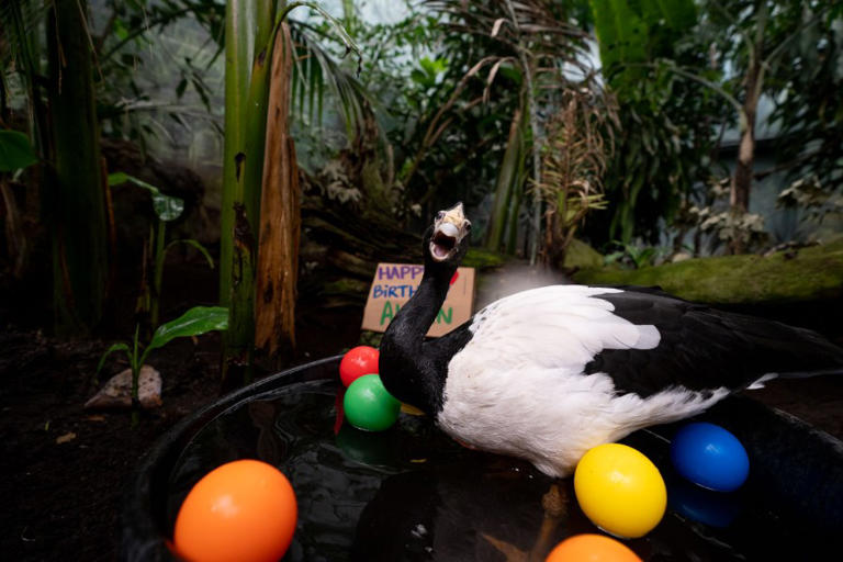 Columbus Zoo mourns beloved goose, Allen