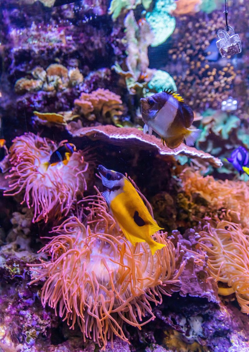 10 Ocean Creatures That Seem Harmless But Can Be Dangerous