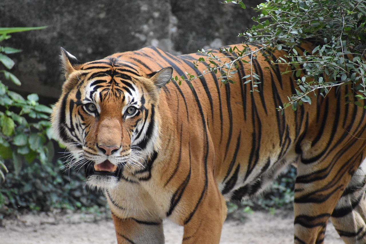 Why Some of the Most Feared Animals Are Actually Endangered by Humans