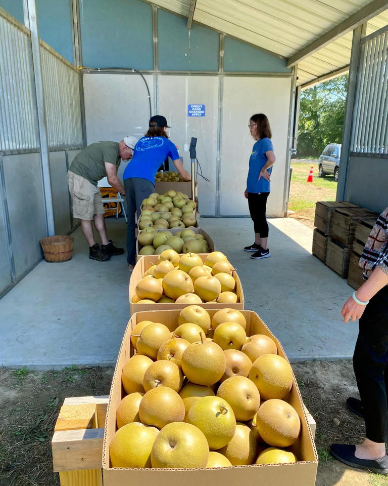 Pilot Mountain Pears opens for u-pick, "rocking and rolling again ...
