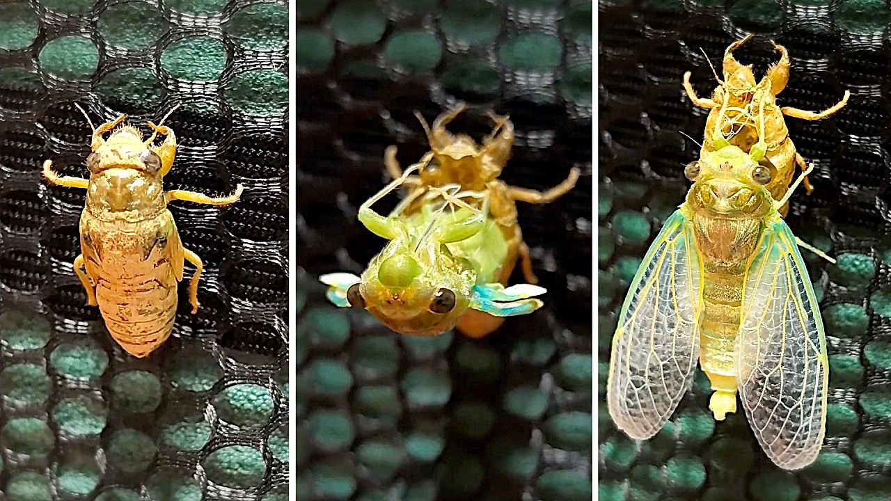 Alien-like cicada emerges from shell in mesmerizing transformation