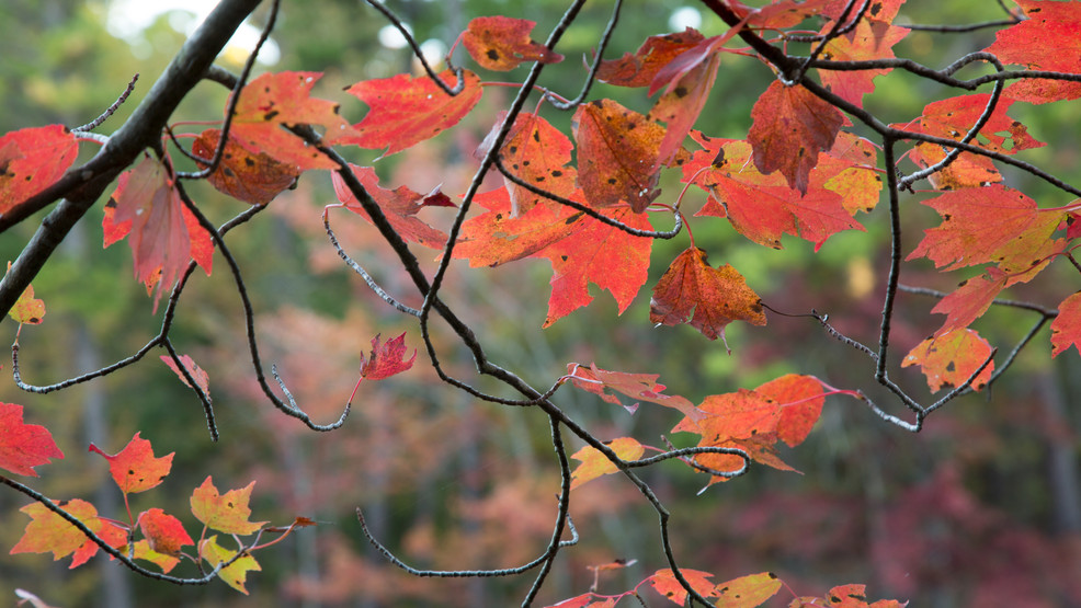 "False Fall" swings in Sunday - Wednesday