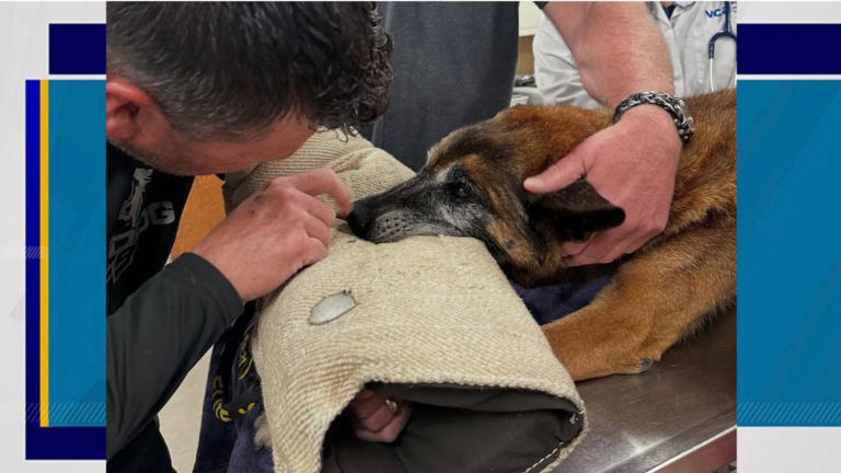 Las Vegas police mourn death of retired K9 officer