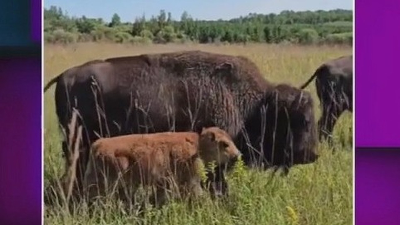 White Earth Nation welcomes newborn bison calf