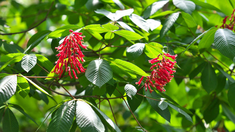 10 Beautiful Trees To Naturally Invite Hummingbirds To Your Yard