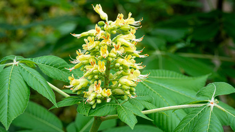 10 Beautiful Trees To Naturally Invite Hummingbirds To Your Yard