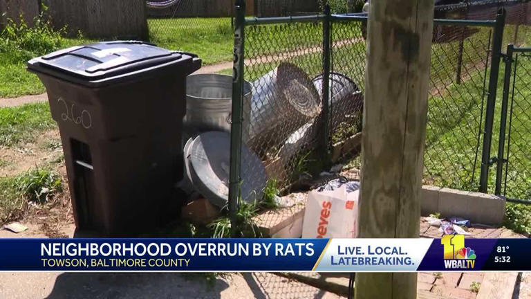 'It's gross': Some Maryland residents fight rat infestation