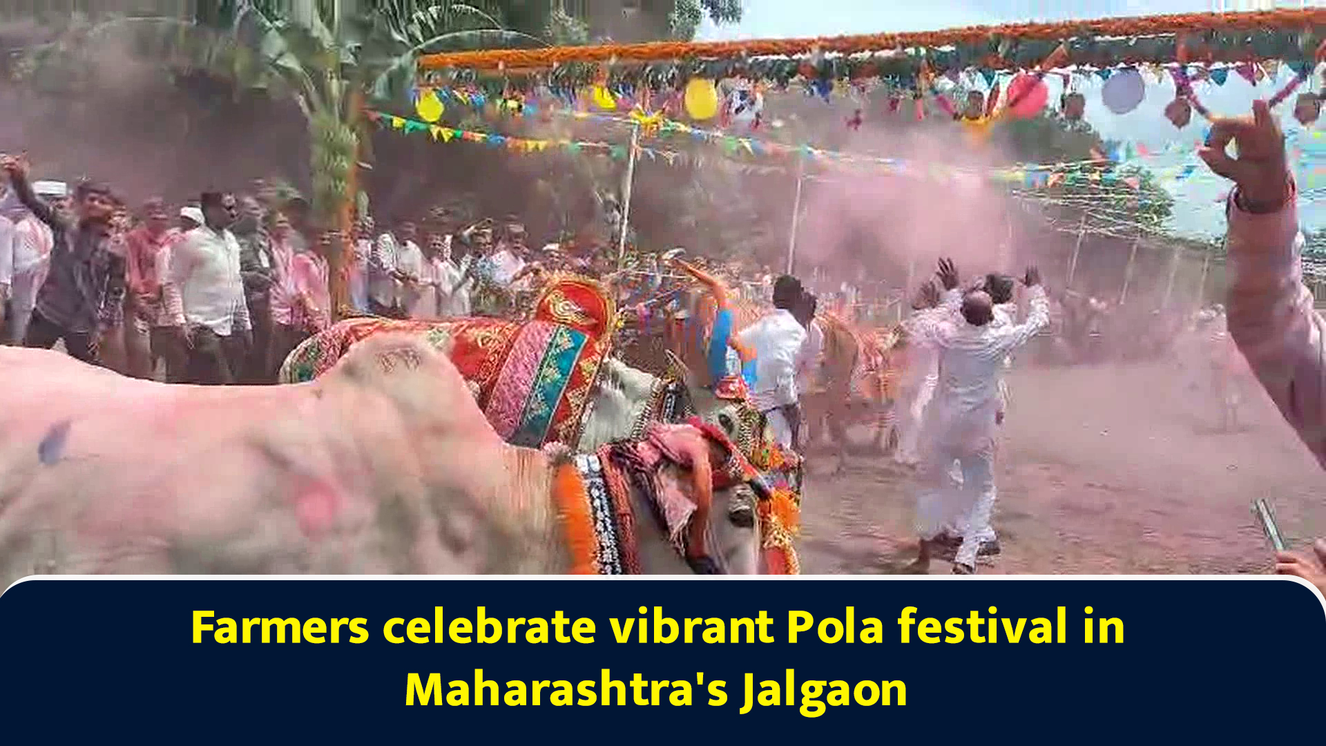 Farmers celebrate vibrant Pola festival in Maharashtra's Jalgaon