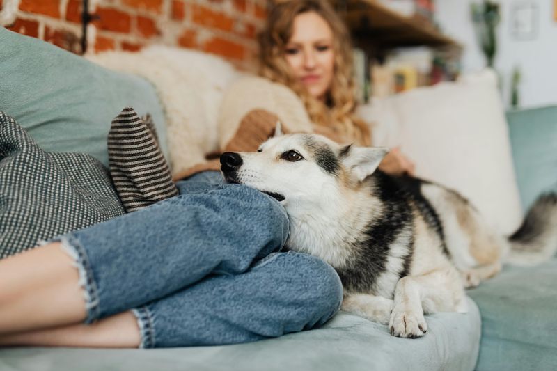 11 Things Your Dog Would Want You To Remember After Their Life Ends
