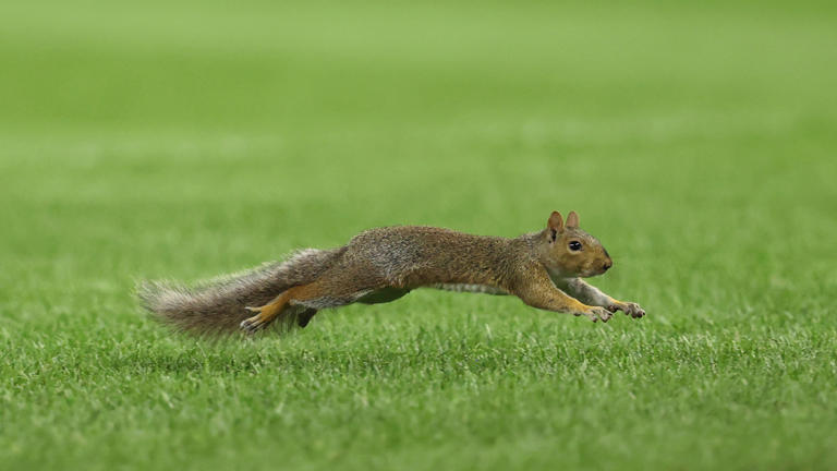 Squirrel runs onto Yankee Stadium field during Red Sox-Yankees game