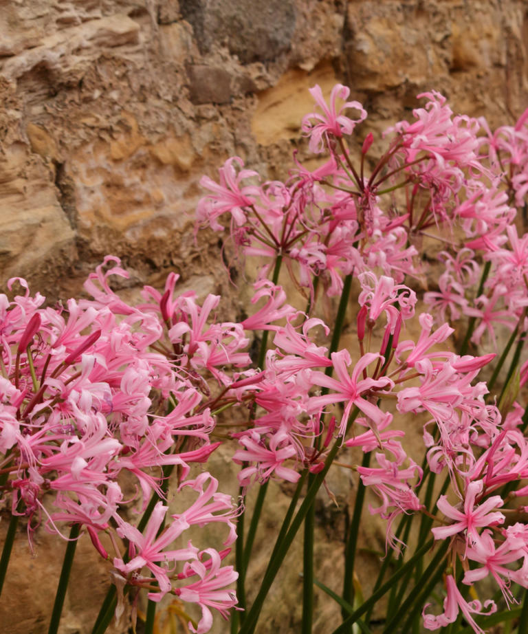 A grower-approved list of underrated flowers that bloom in November