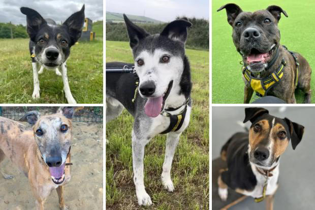 Long-stay dog among 5 cute pooches at Dogs Trust Basildon in need of ...