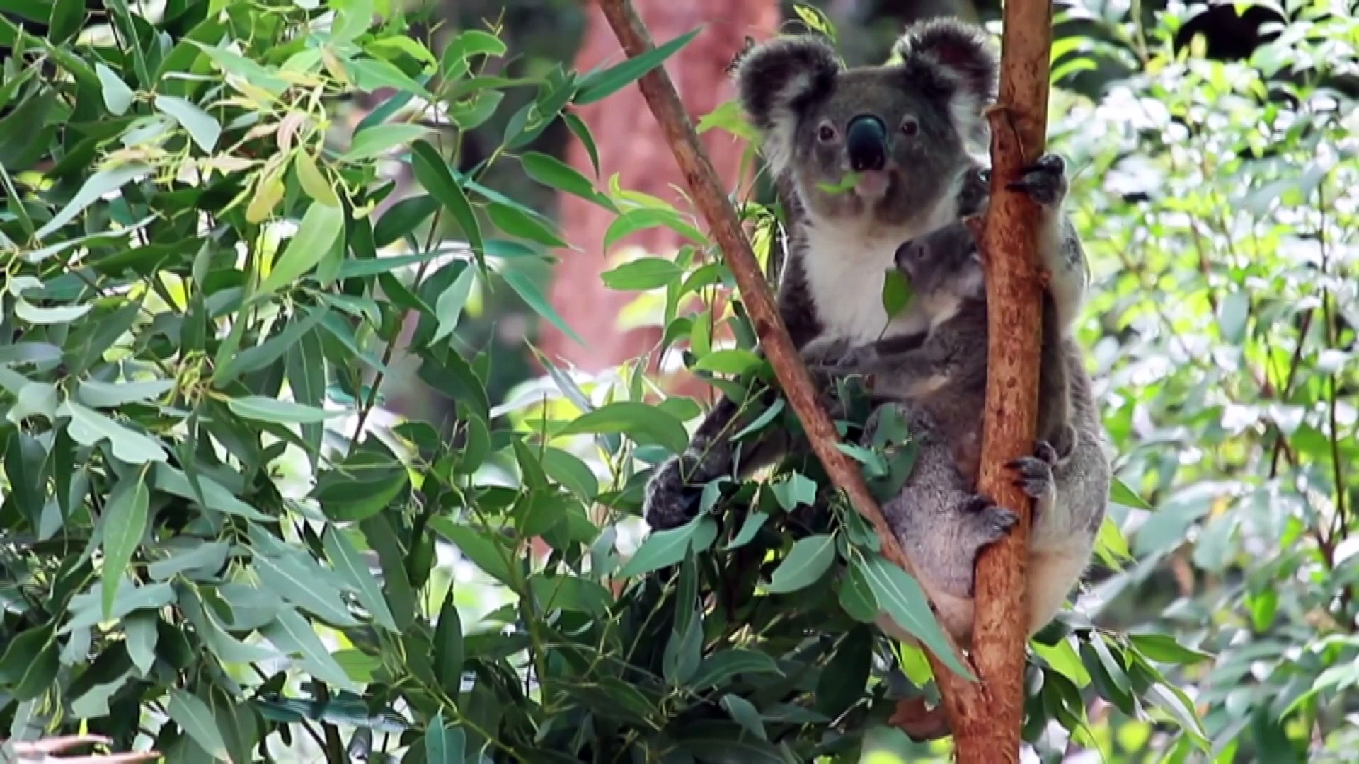 First wild koala-breeding program produces joeys for species at brink of extinction