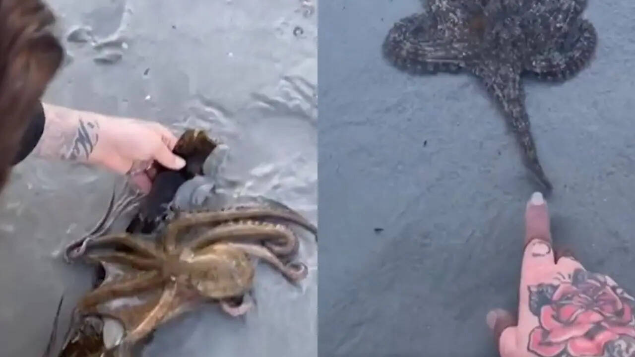 Octopus Says 'Thank You' To Family Who Rescued It From 'Dead' Condition ...