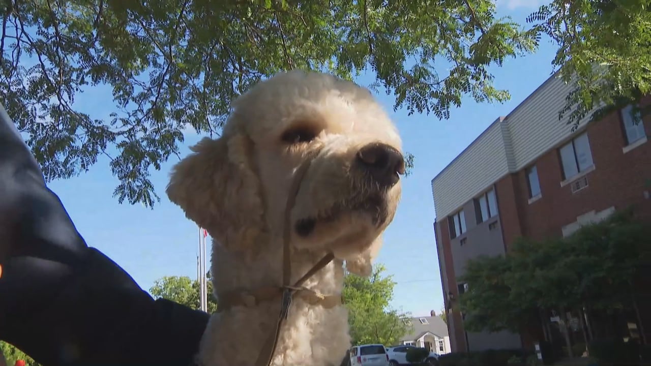 This training centre for guide dogs says it's in jeopardy amid boom in ...