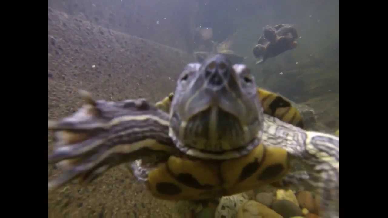 Red eared slider turtles underwater at reptile zoo