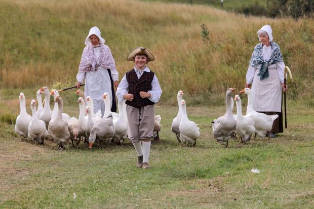 Meet the gaggle of geese stealing the spotlight in this year's Kynren show