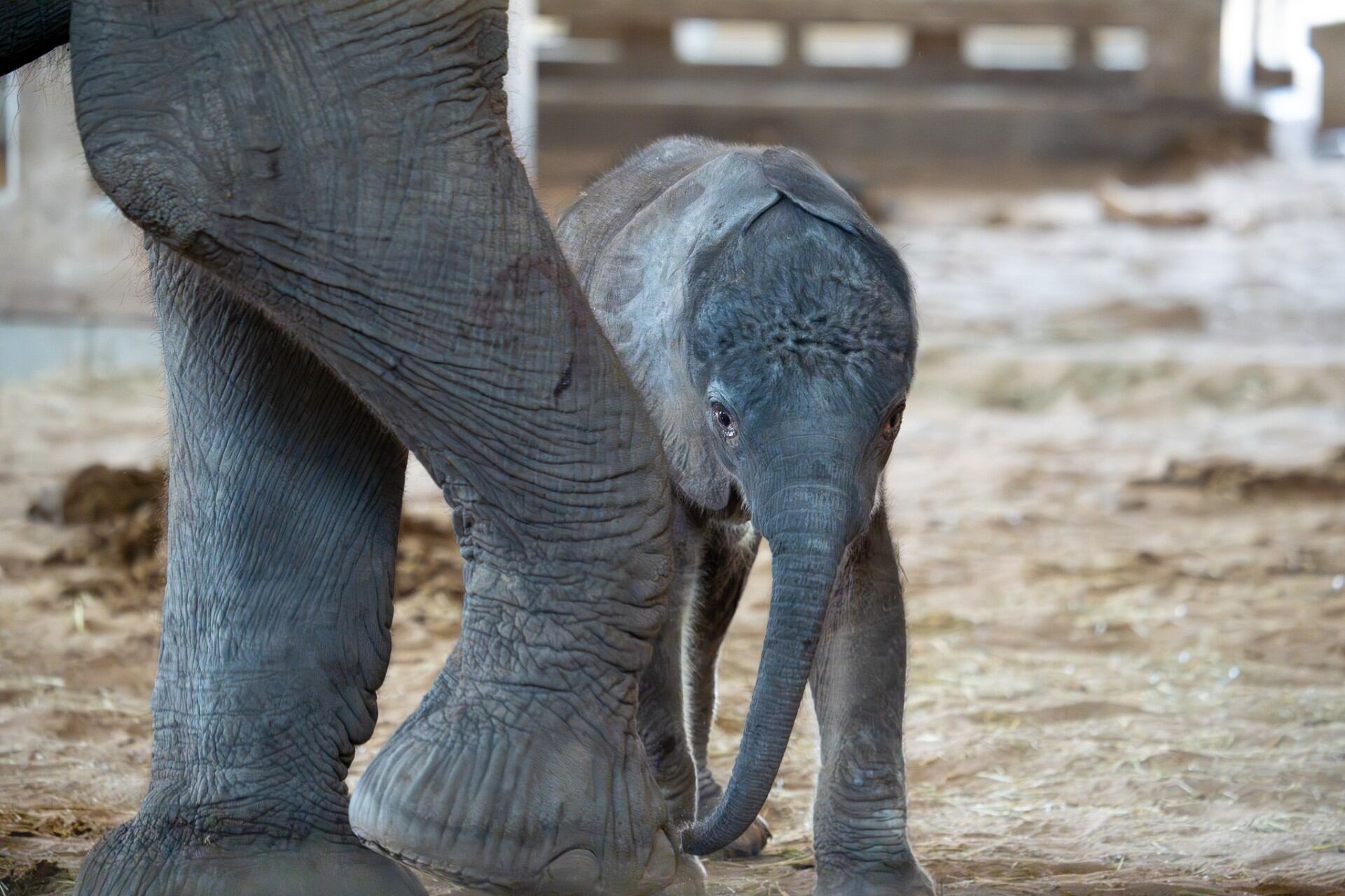 Sedgwick County Zoo adds fourth African elephant calf to herd