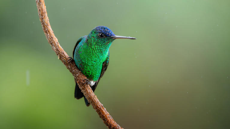 10 Beautiful Trees To Naturally Invite Hummingbirds To Your Yard