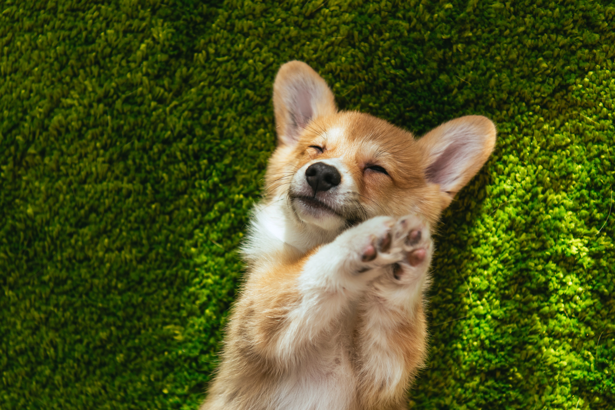 16 Beloved Pets From Classic Tv Shows