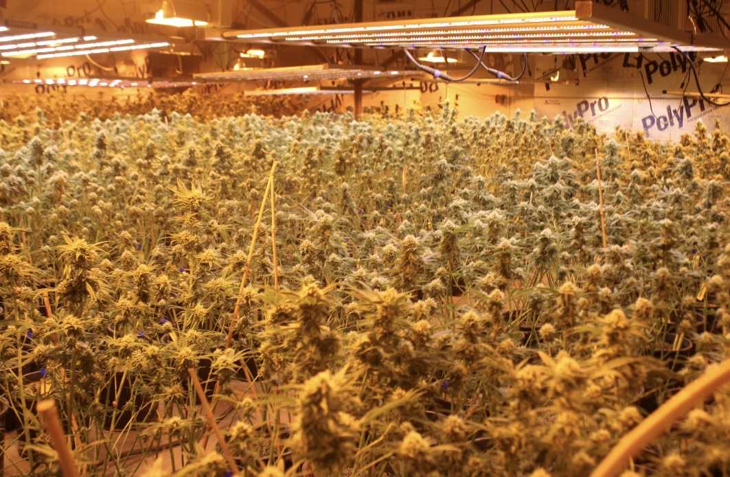 Oklahoma Bureau of Narcotics shuts down illegal marijuana farms