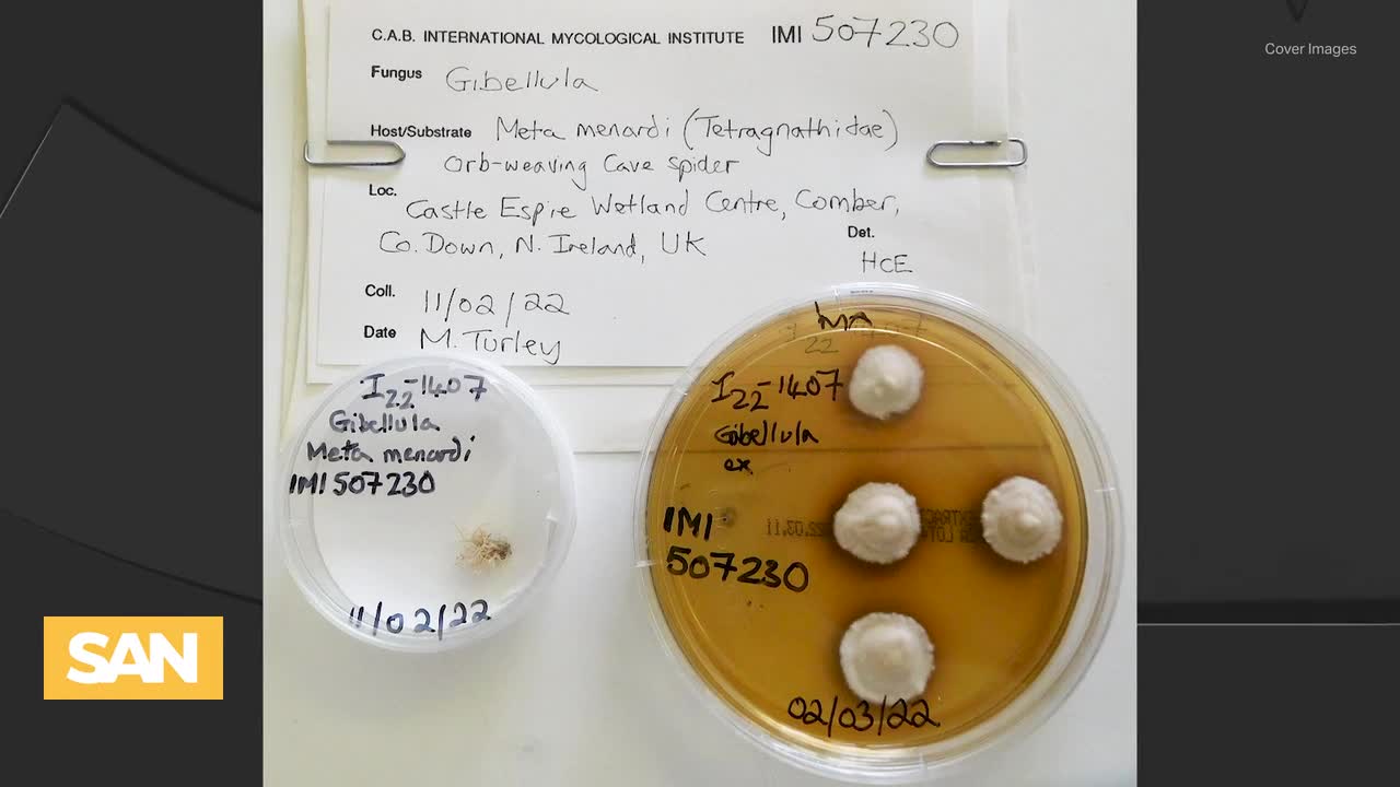 Zombie spiders infected by parasitic fungus spotted in US