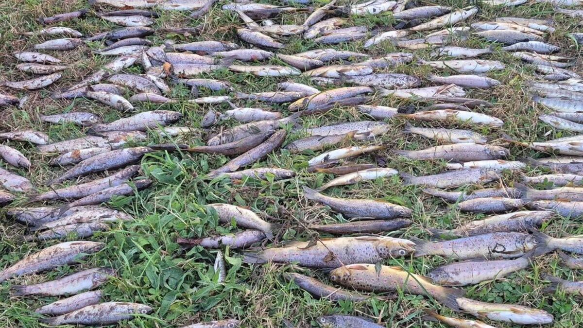 Toxic chemical spill likely cause of one of largest fish kills in ...