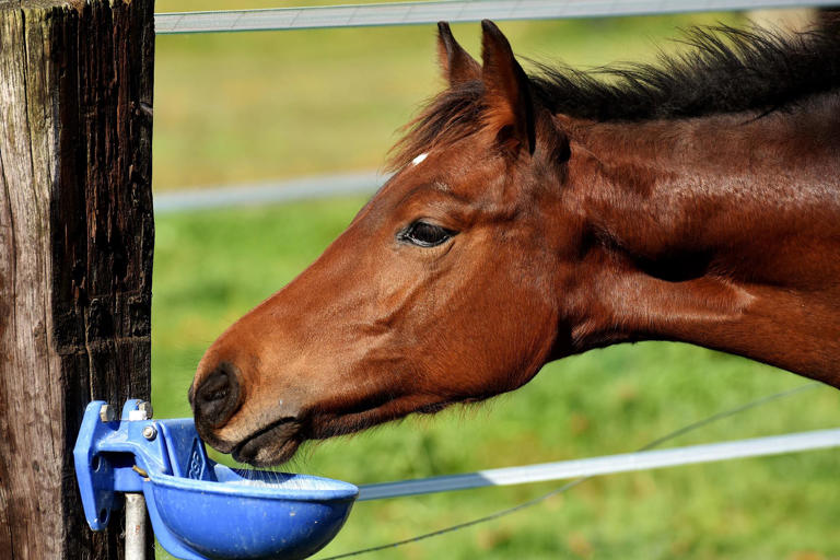 Hidratación adecuada del caballo: agua, electrolitos y manejo experto