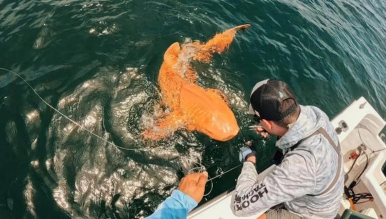 Un tiburón naranja con ojos blancos desafía la biología marina en Costa ...