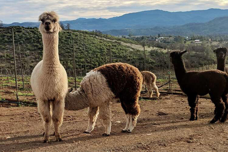 Mountain lions rampage through California ranch slaughtering alpacas