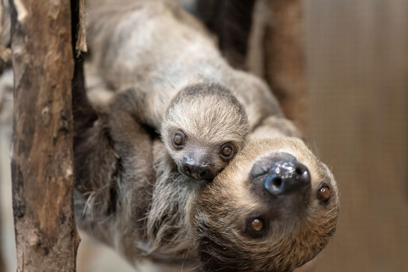 Fun Facts About Animals You Probably Didn’t Know Before