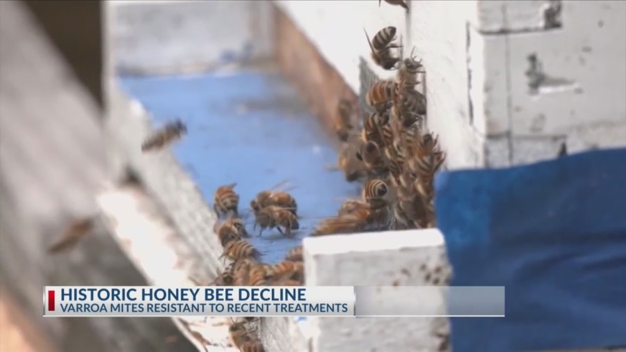BEE DECLINE: Record low Texas honeybee populations prompt AgriLife webinar