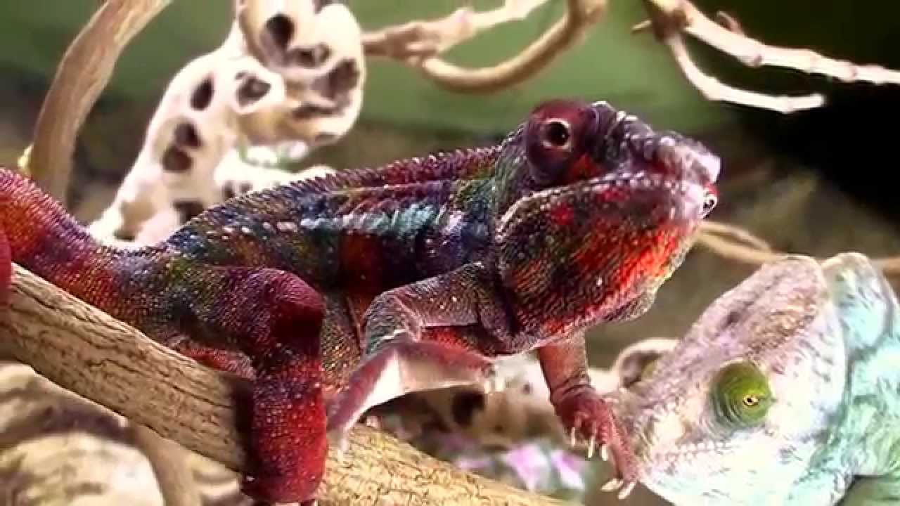 Chameleon is fascinated by the camera