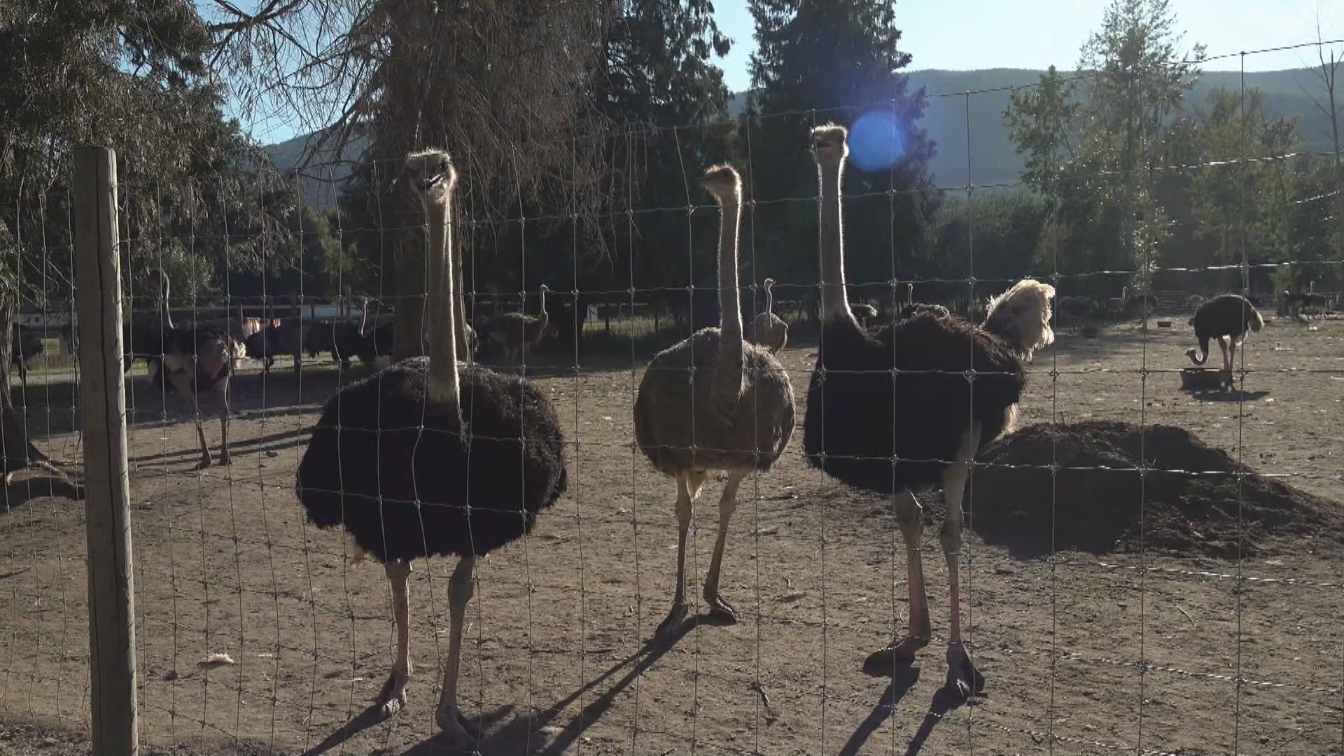 'Unanimous no': End of road for Universal Ostrich Farm as it loses ...