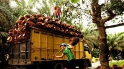 Harga CPO KPBN Inacom Naik Tipis, Kenapa Jadi Sorotan? Ini Analisis ...