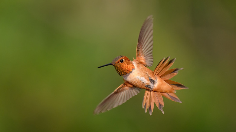 The Stunning Perennial That'll Keep Hummingbirds Coming To Your Yard ...