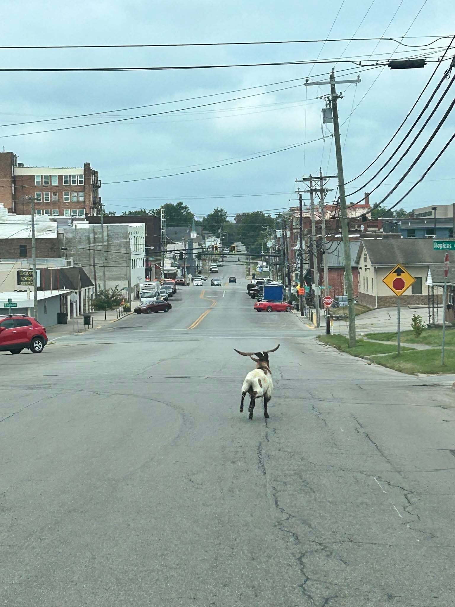 Greatest of All Time police chase? Goat caught in Ky. town