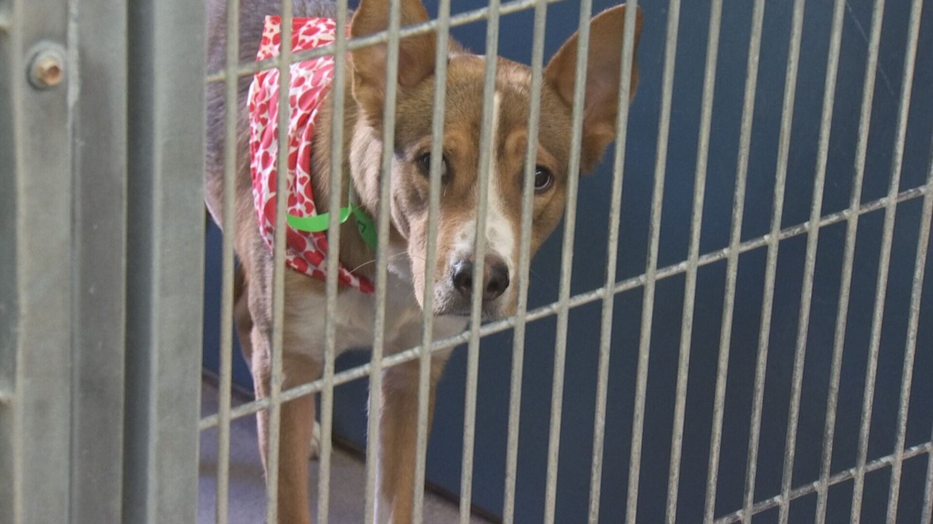 Free adoption event helps nearly 200 dogs find homes in Maricopa County